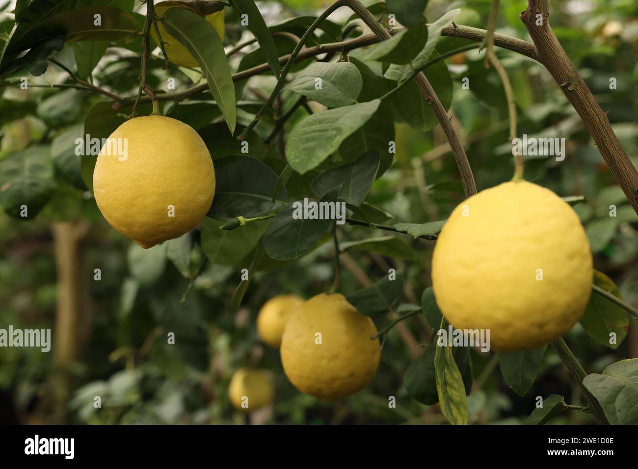 Lemon tree with ripe fruits in greenhouse Stock Photo - Alamy
