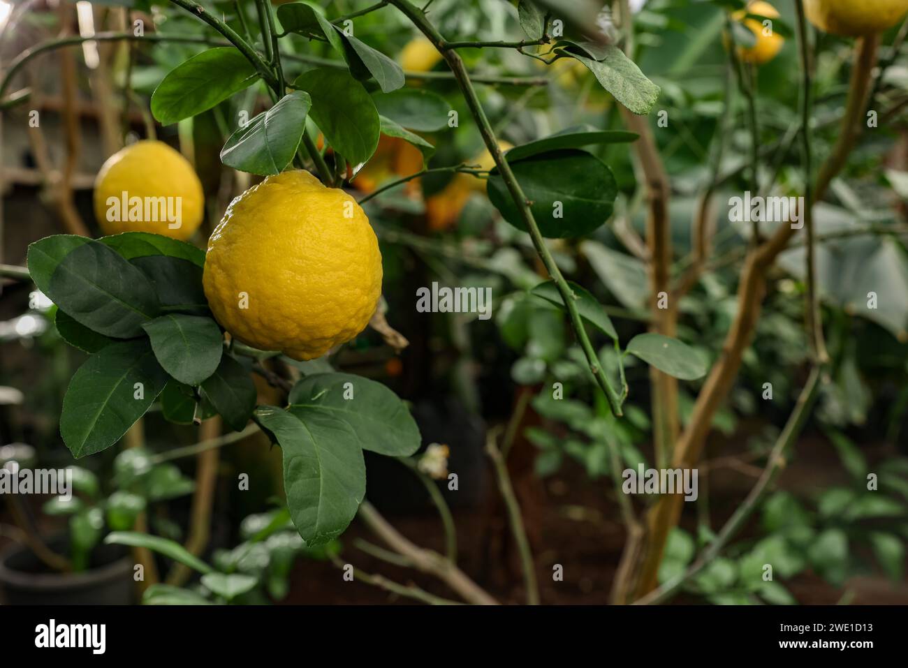 Lemon tree with ripe fruits in greenhouse Stock Photo - Alamy