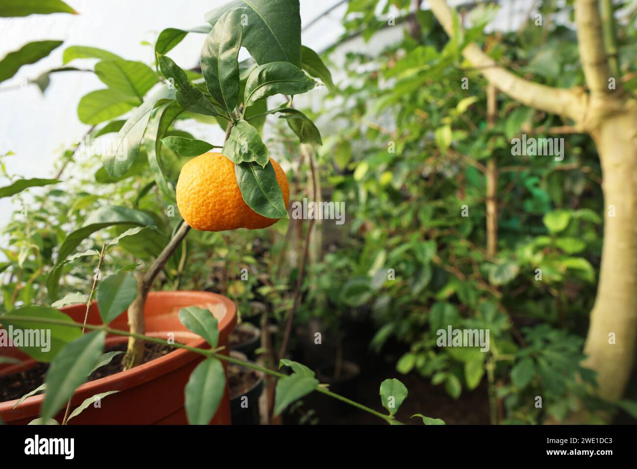Potted tangerine tree ripe hi-res stock photography and images - Alamy