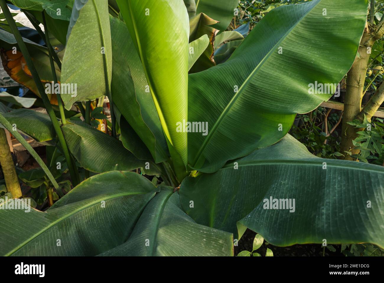 Beautiful banana tree with lush leaves growing in greenhouse Stock ...
