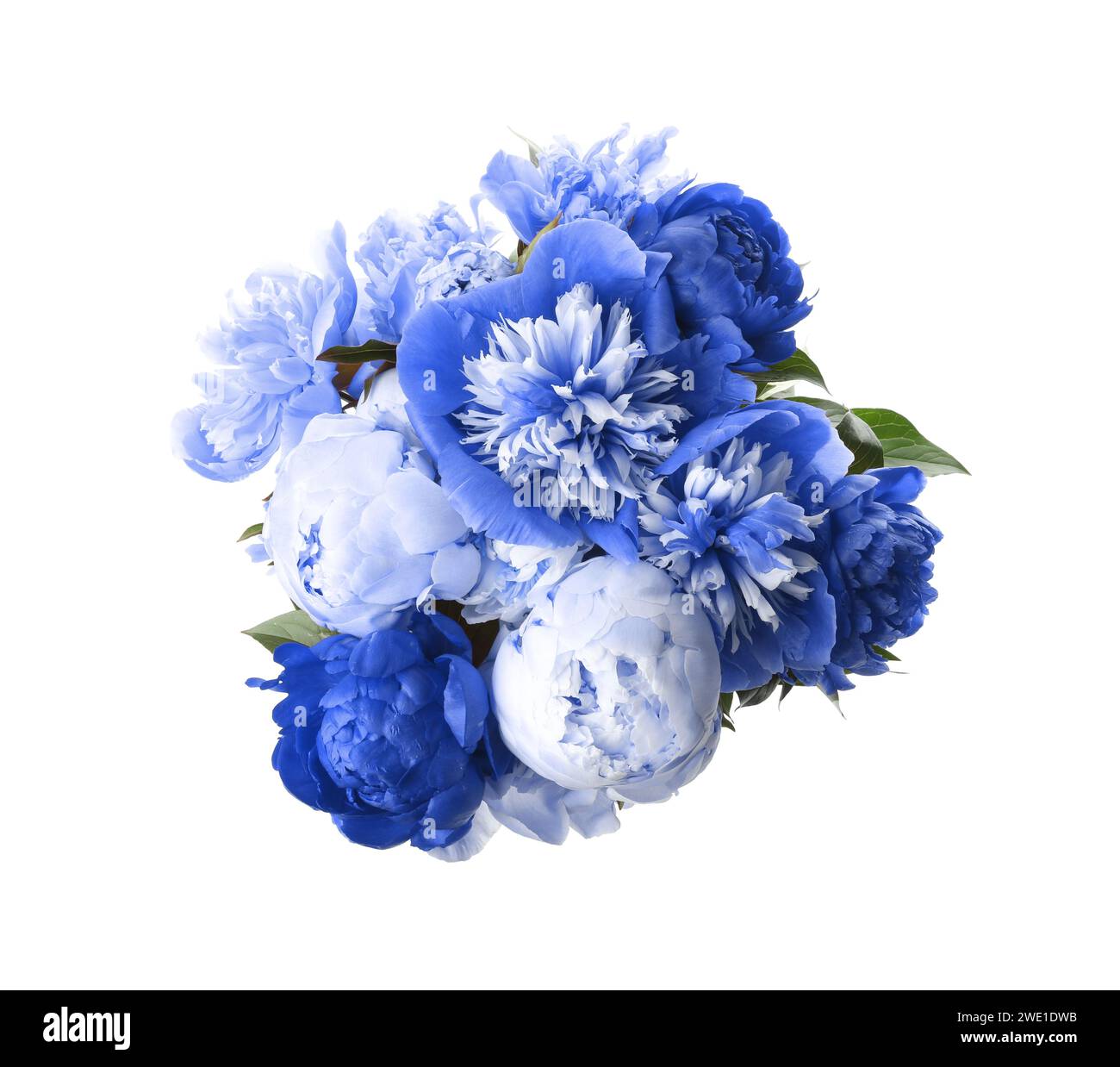 Bouquet of beautiful blue peonies on white background Stock Photo - Alamy