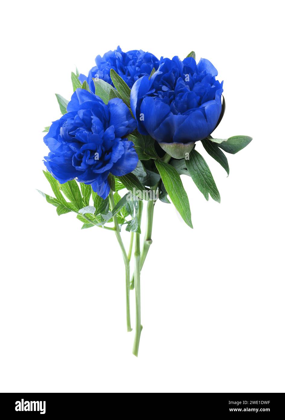 Bouquet of beautiful blue peonies on white background Stock Photo - Alamy