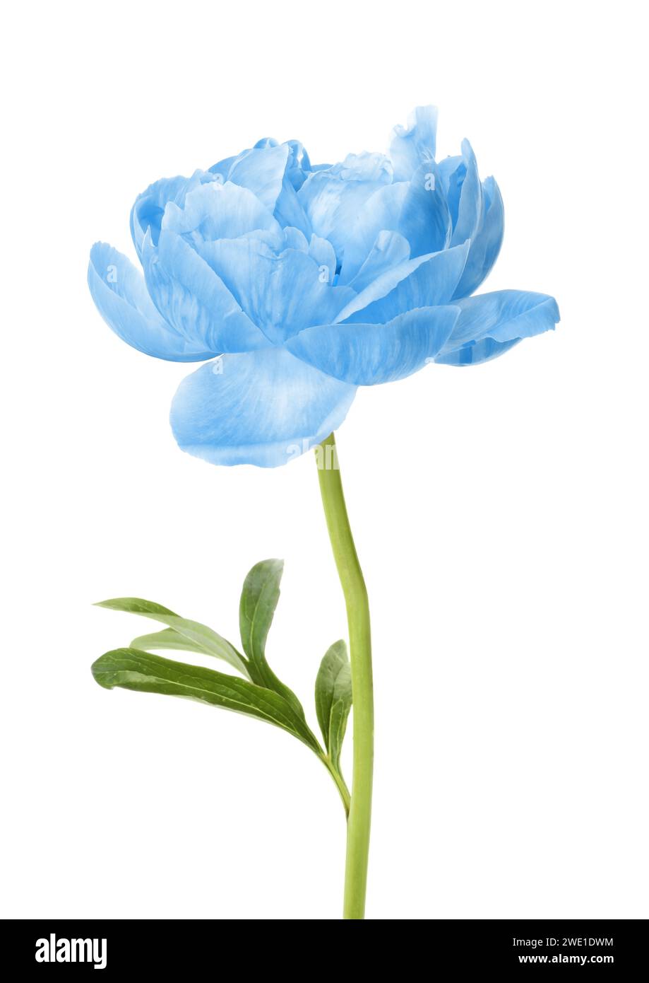 Beautiful light blue peony on white background Stock Photo - Alamy