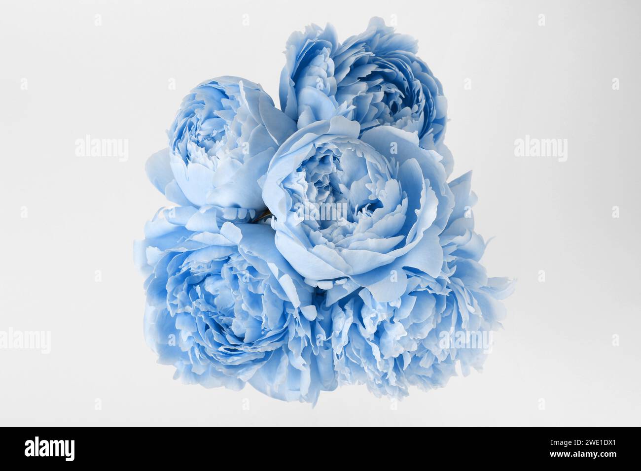 Beautiful light blue peonies on white background Stock Photo - Alamy
