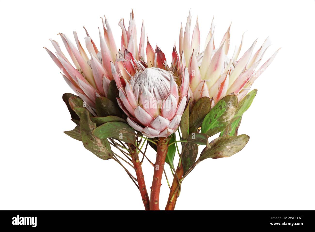 Beautiful protea flowers on white background Stock Photo - Alamy