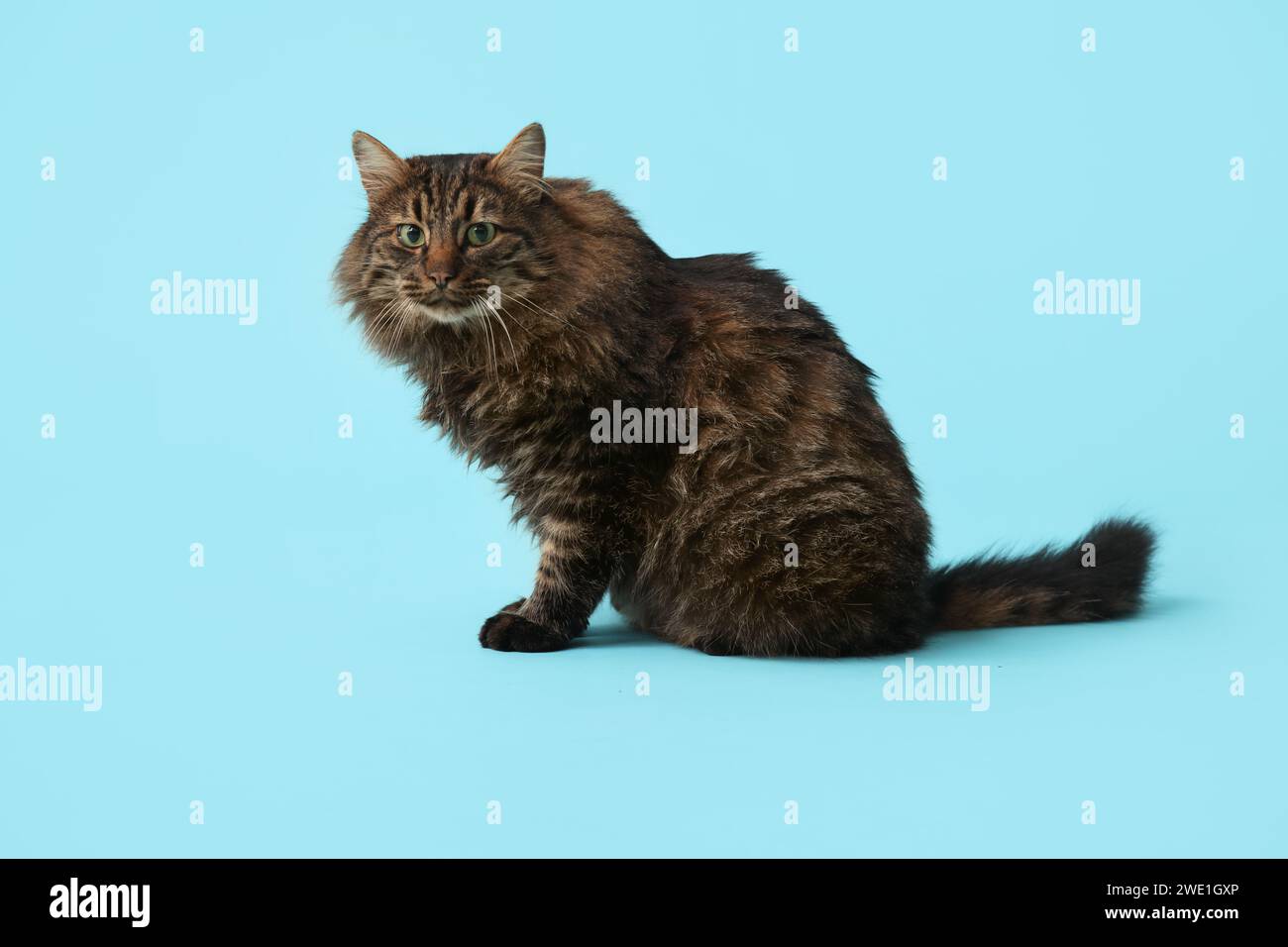 Cute cat on blue background Stock Photo - Alamy