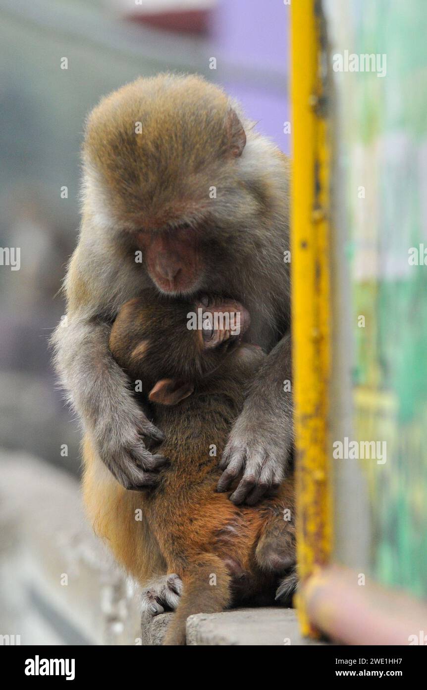 22 January 2024 Sylhet-Bangladesh: Rhesus macaque monkeys sit in the ...