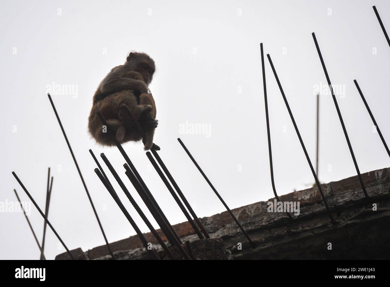 22 January 2024 Sylhet-Bangladesh: Rhesus macaque monkeys sit in the ...