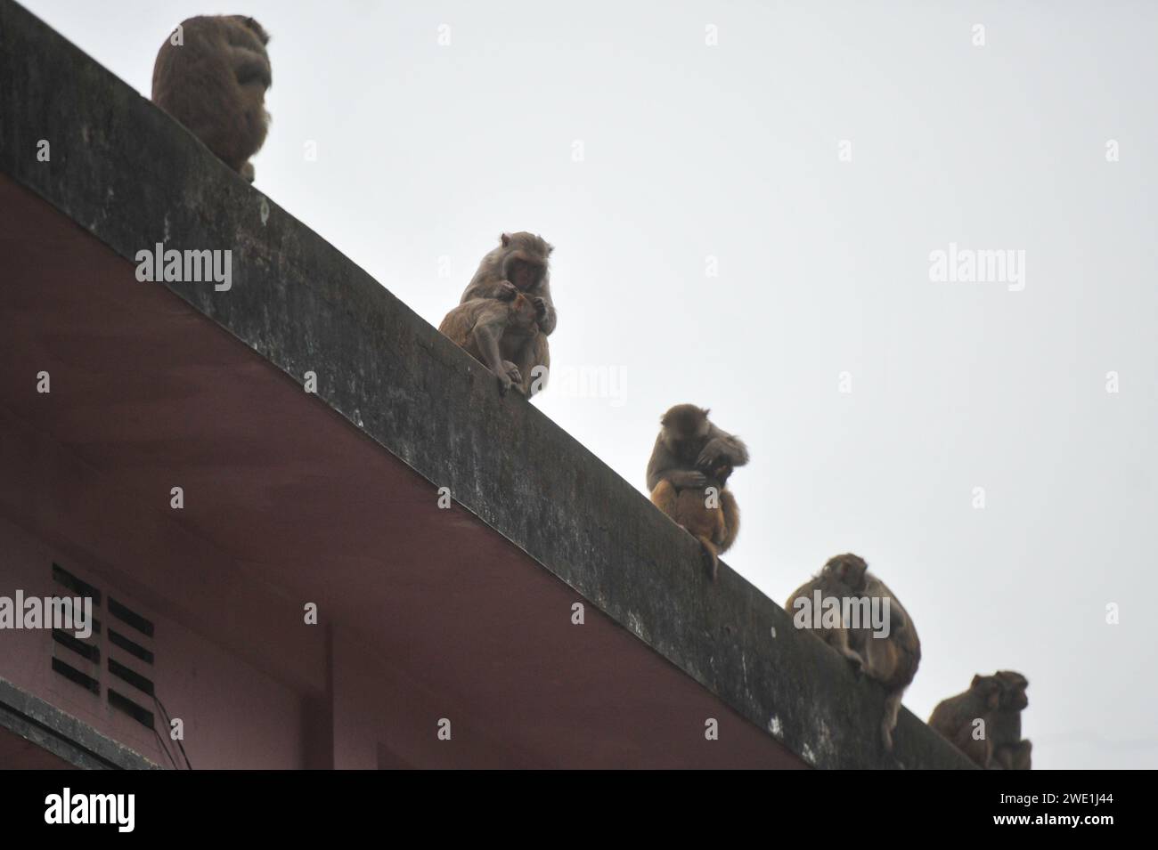 22 January 2024 Sylhet-Bangladesh: Rhesus macaque monkeys sit in the ...