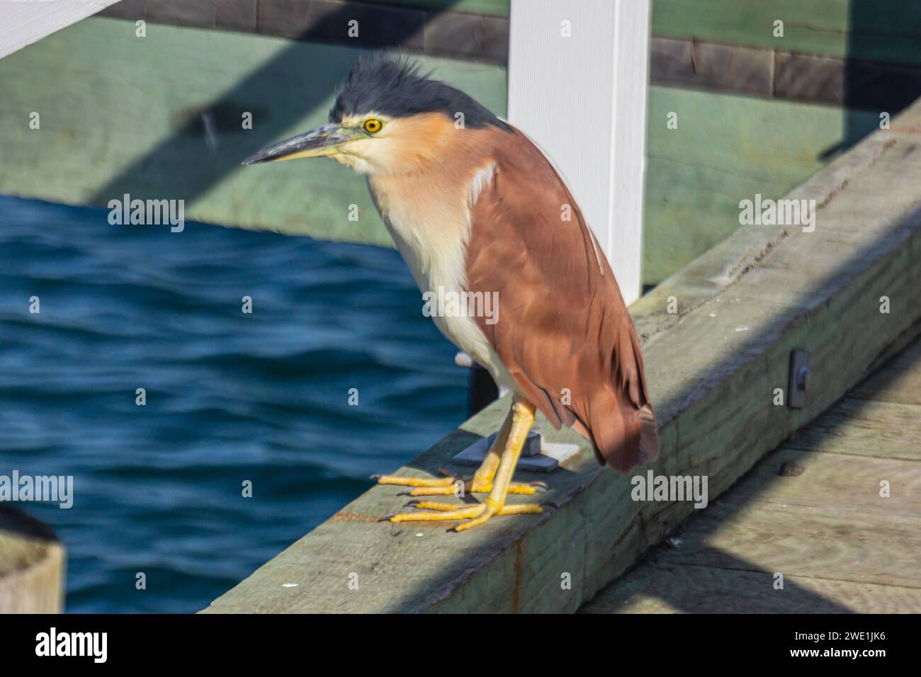 Nankeen night heron (Nycticorax caledonicus) or also called rofous ...