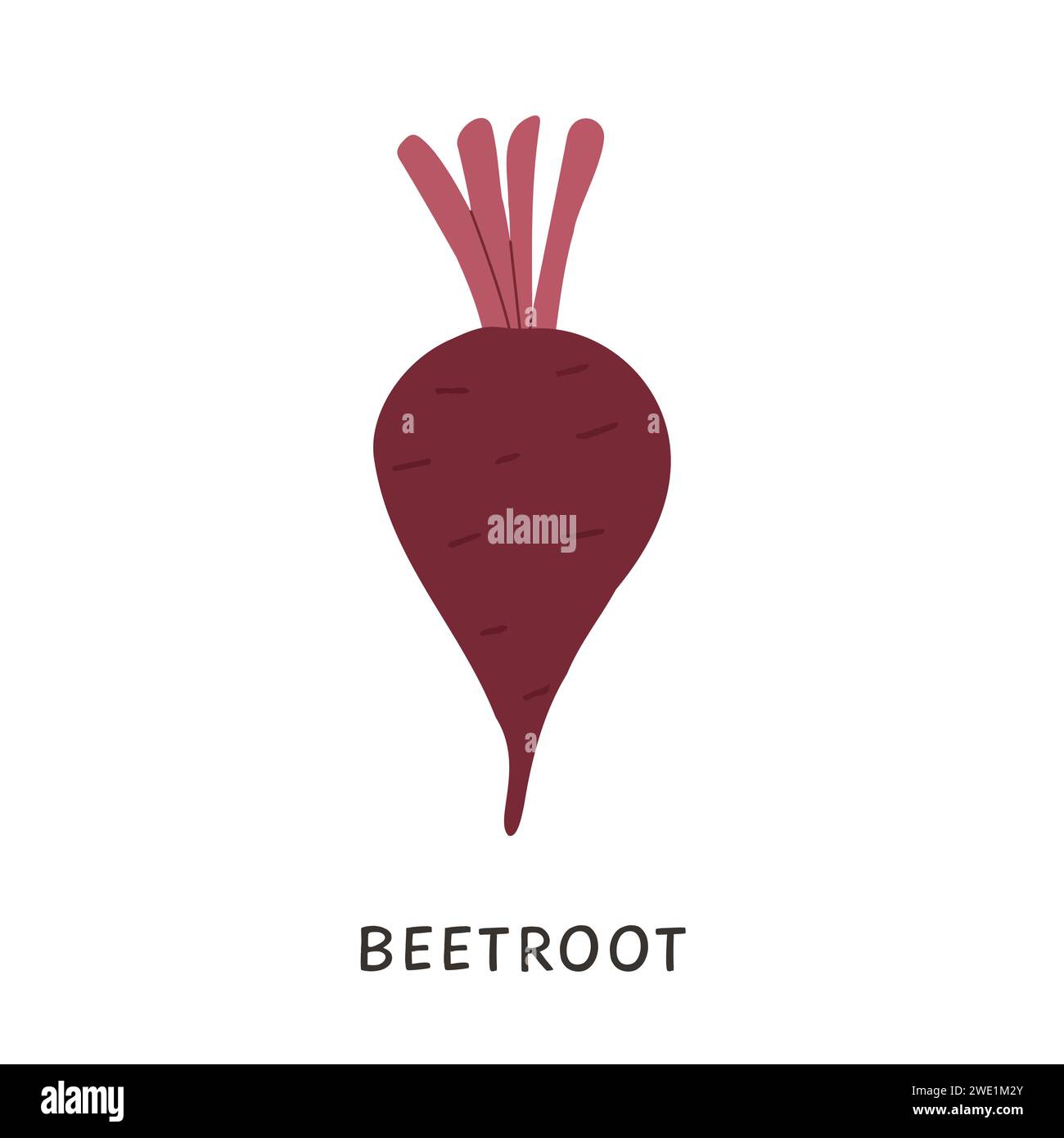 Vector Red beets without leaf illustration. Cartoon style beetroot ...