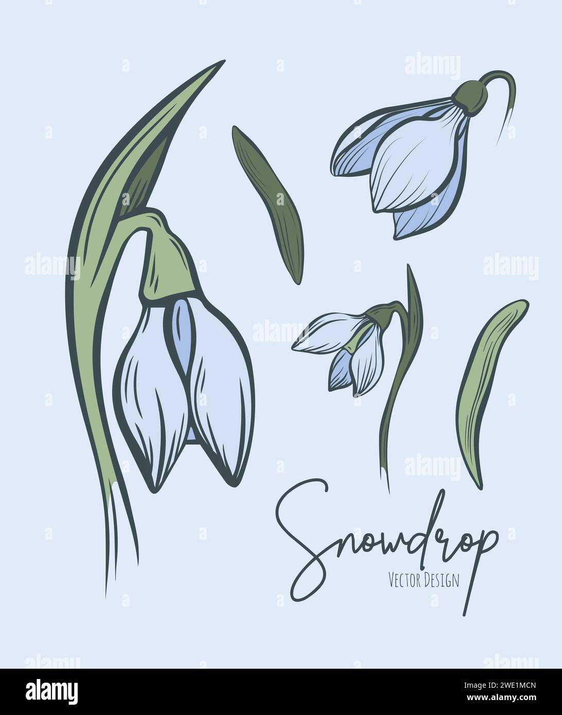 Line art set of snowdrop botanical illustration. Flower floral group or ...