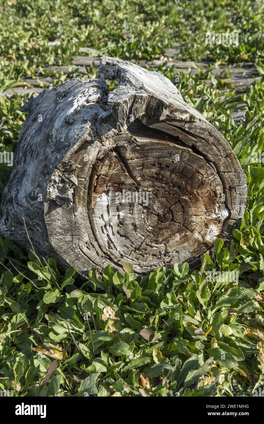 A spoiled wooden stump in a field with wild plants Stock Photo - Alamy
