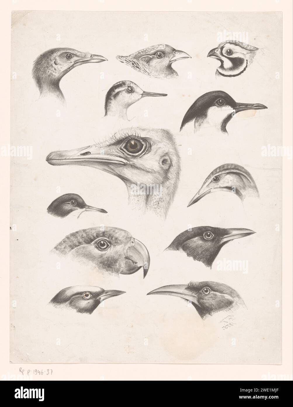 Birds heads hi-res stock photography and images - Alamy