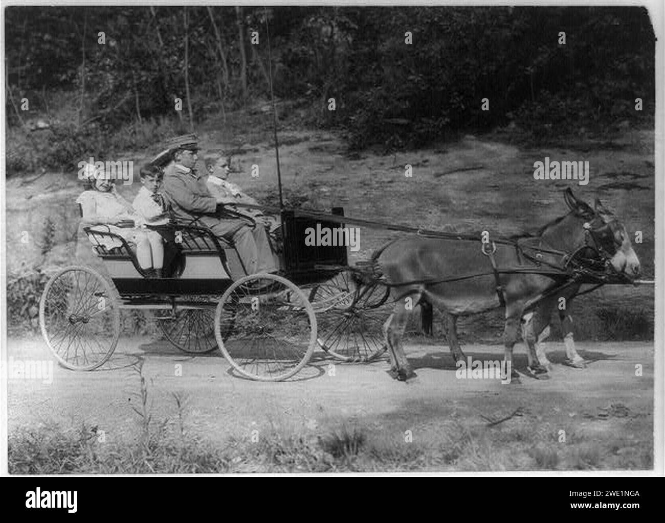 Algérie, trois enfants et un cocher, charrette, mulets Stock Photo - Alamy