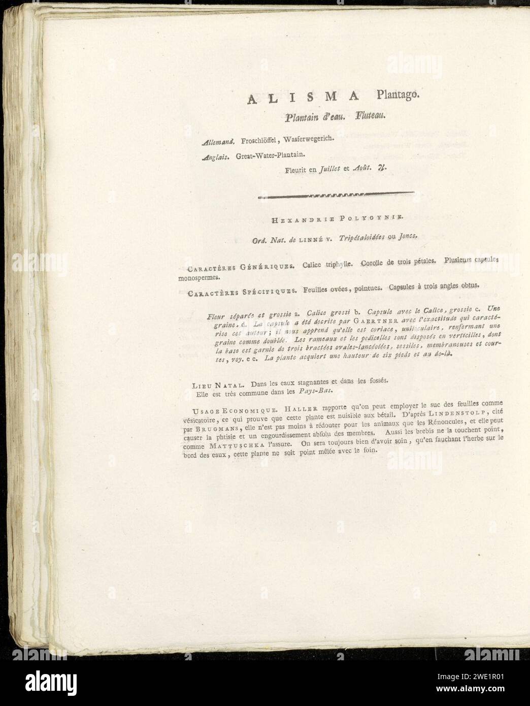 Alisma Plantago (modern=Alisma plantago-aquatica) - Pl0247 ...