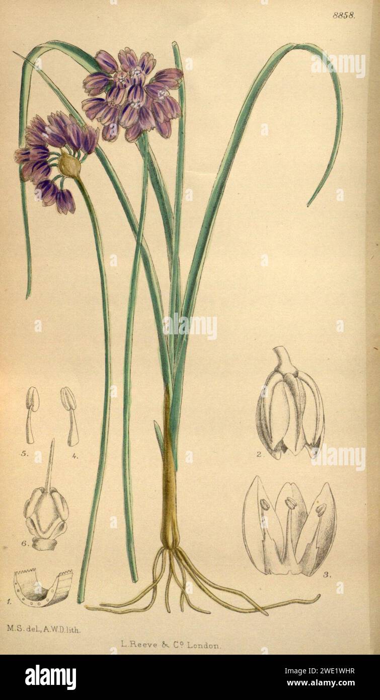 Allium sikkimense 146-8858 Stock Photo - Alamy