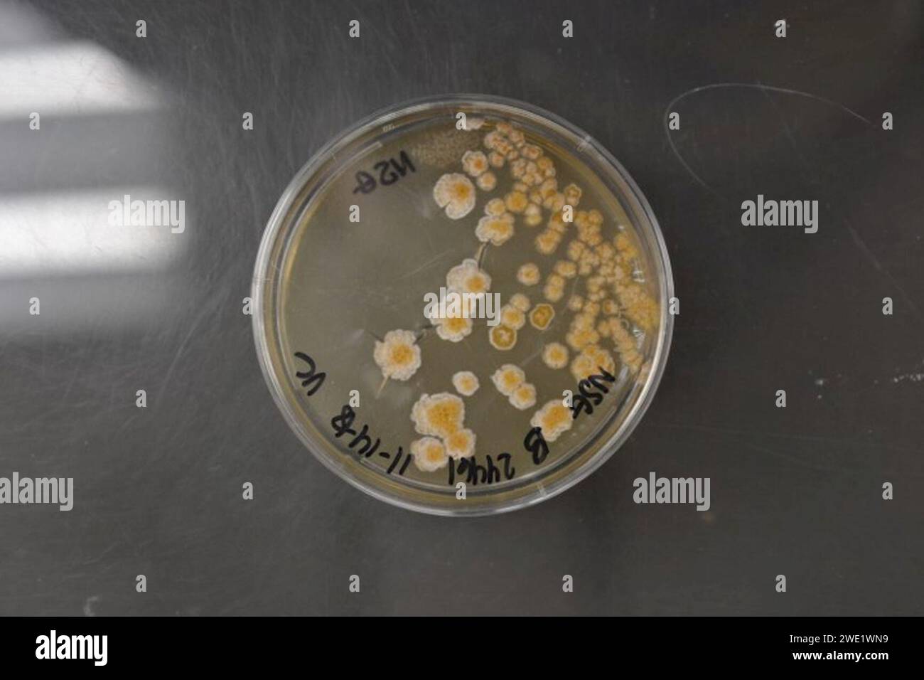 Albata hi-res stock photography and images - Alamy