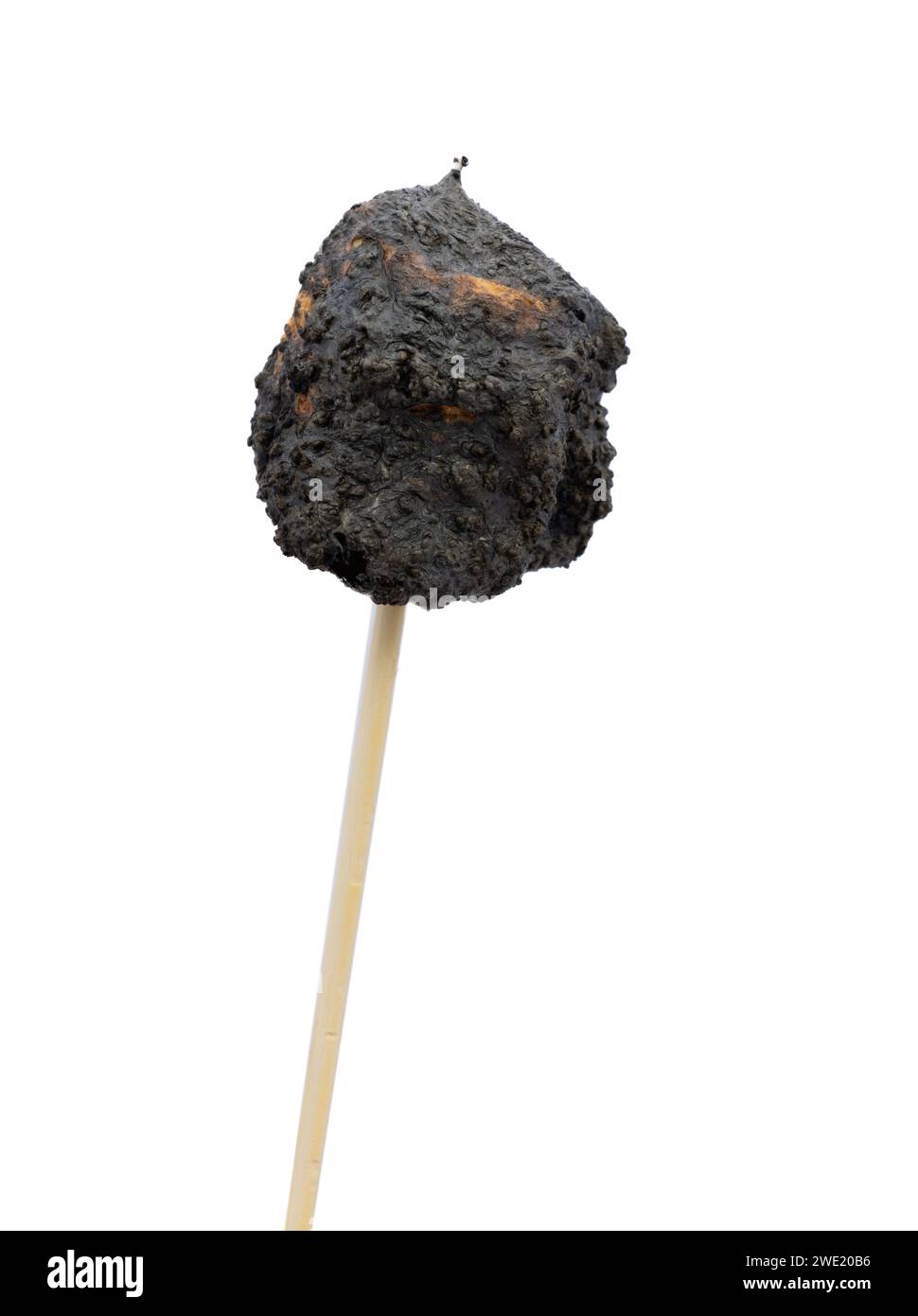 close up of a burnt marshmallow on a stick isolated over a white ...