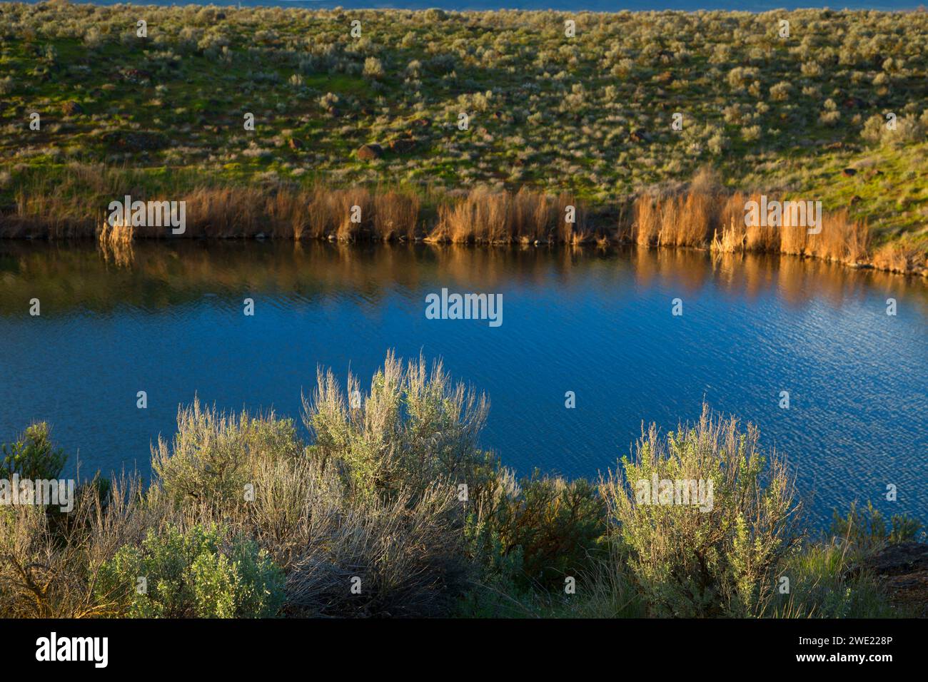 Desert wildlife area unit hi-res stock photography and images - Alamy