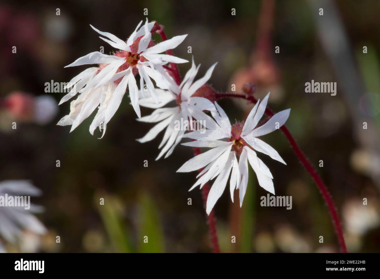 Bulbous woodland star hi-res stock photography and images - Alamy
