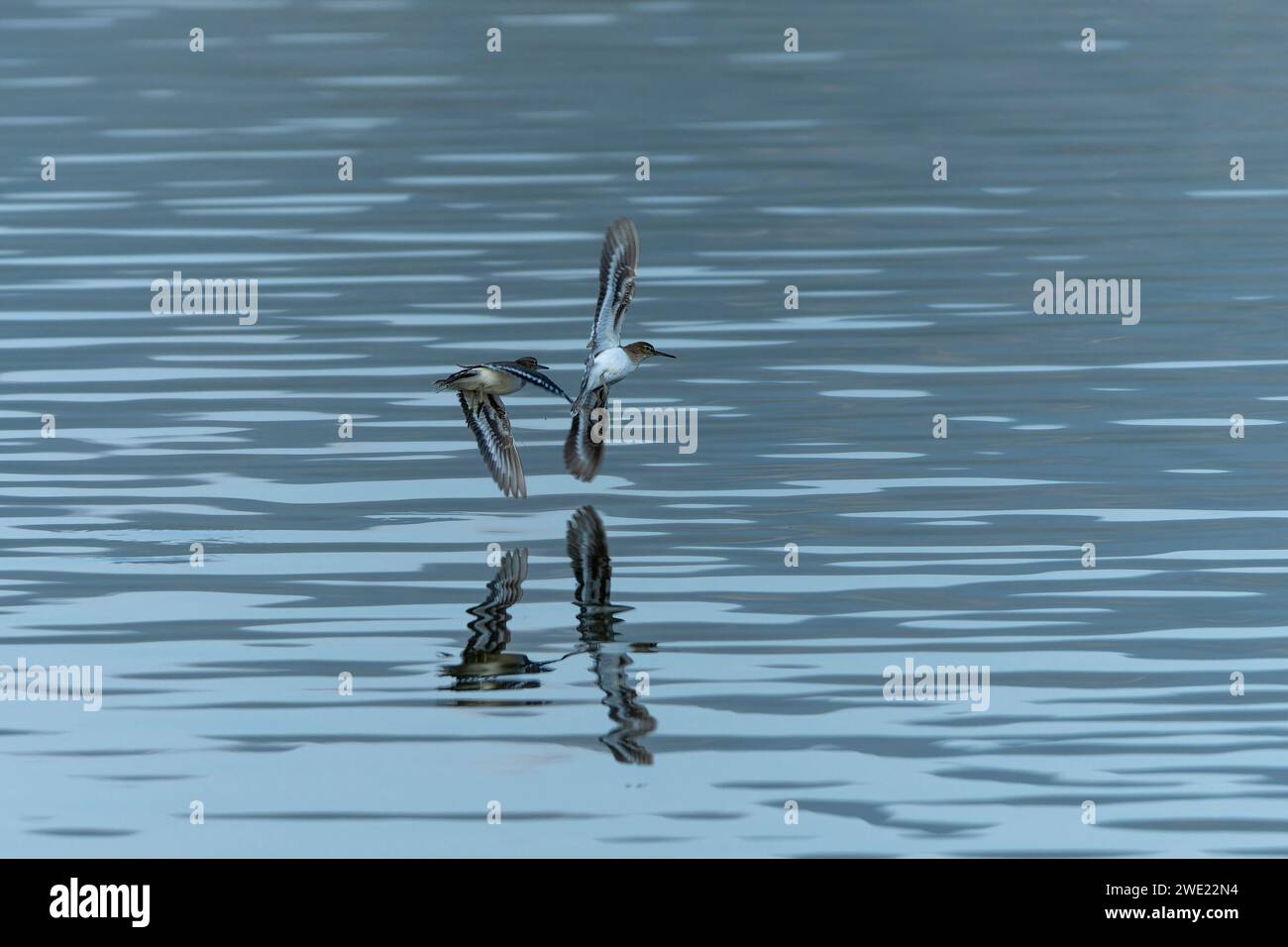 Sanderling flight hi-res stock photography and images - Alamy