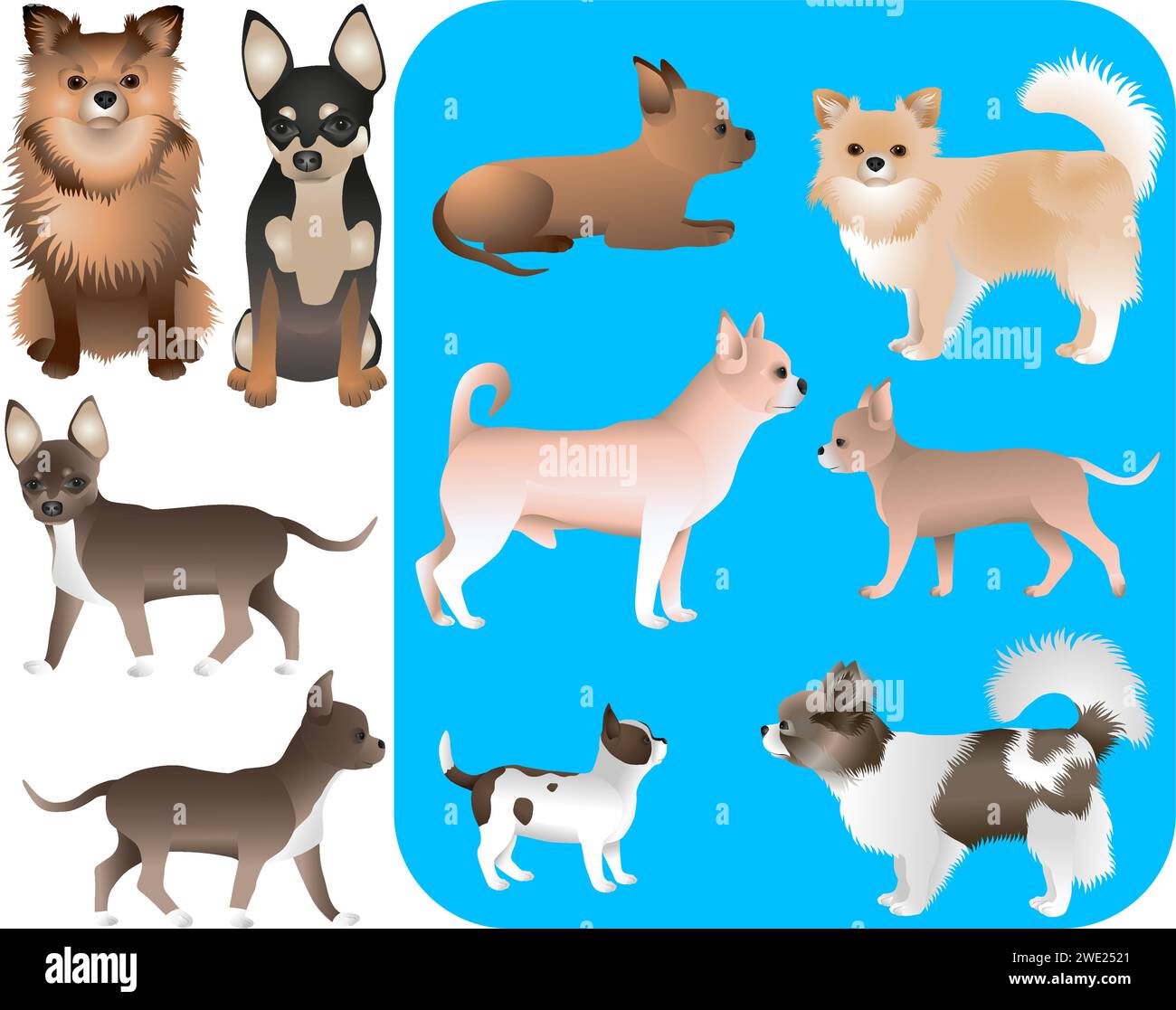 Collection of chihuahua dog breed in colour image Stock Vector Image ...