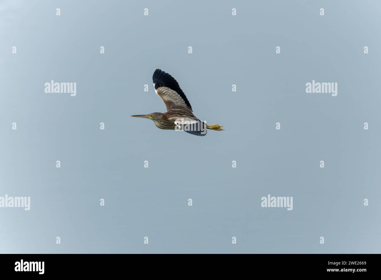 Yellow Bittern (Ixobrychus sinensis) flying in Taiwan Stock Photo - Alamy