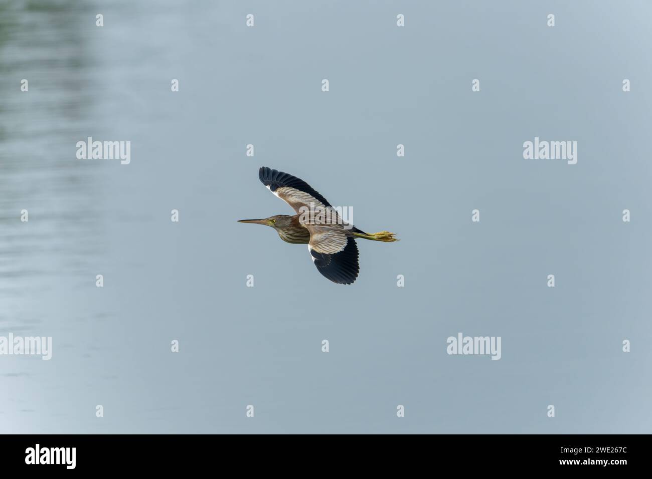 Yellow Bittern (Ixobrychus sinensis) flying in Taiwan Stock Photo - Alamy
