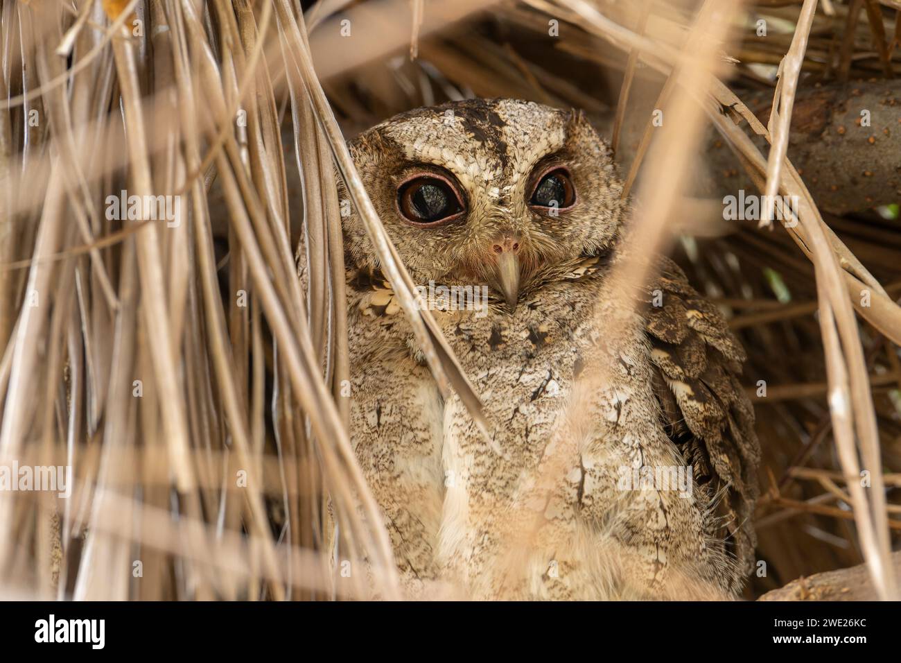 Collared Scops Owl (Otus lettia) in Taiwan Stock Photo - Alamy
