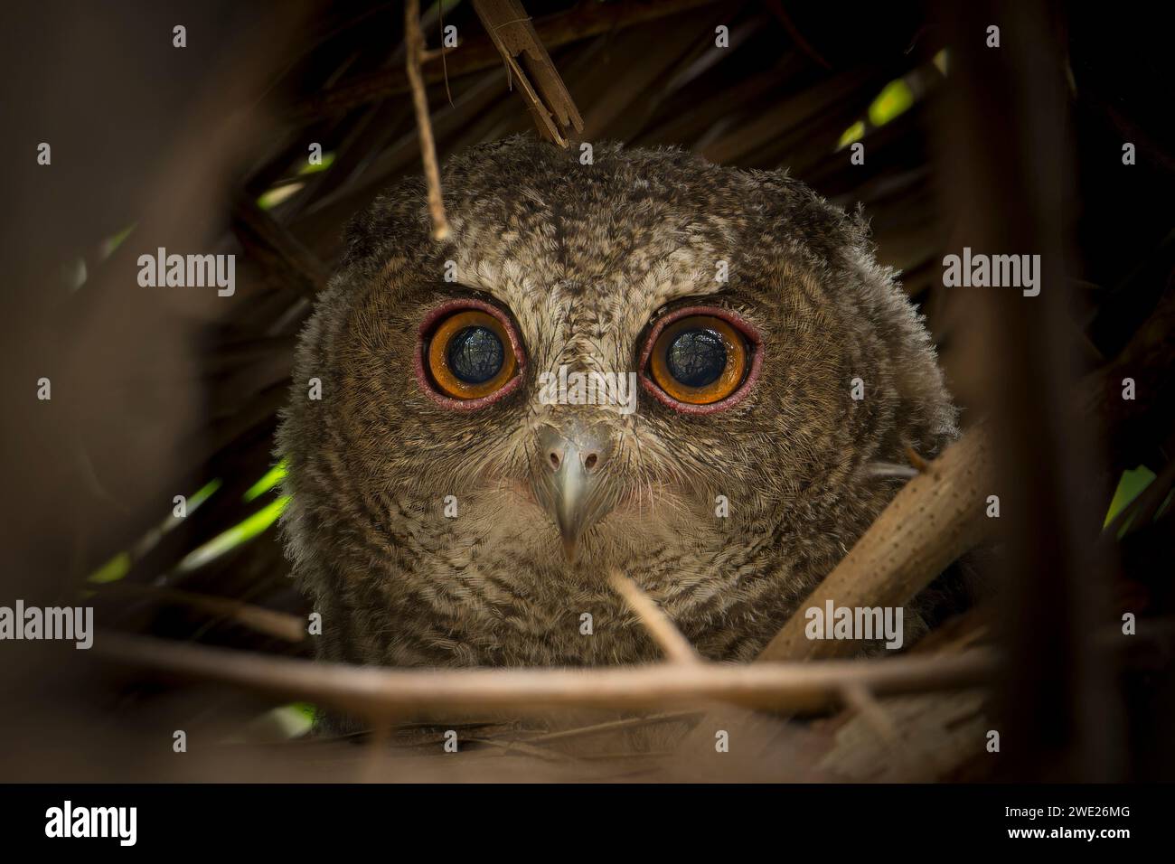 Collared owlet hi-res stock photography and images - Alamy