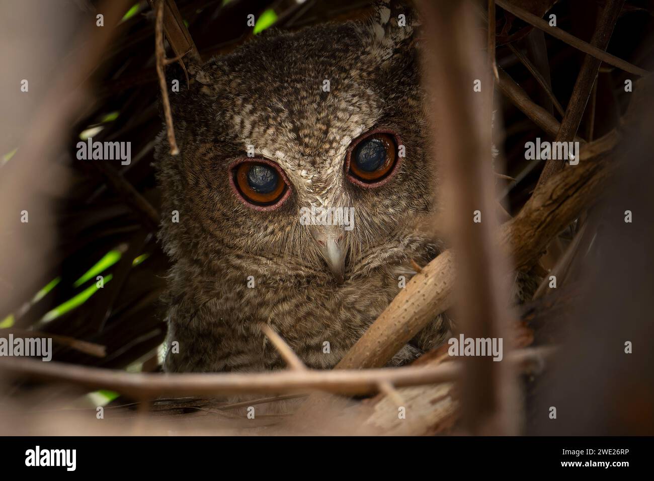 Collared Scops Owl (Otus lettia) in Taiwan Stock Photo - Alamy