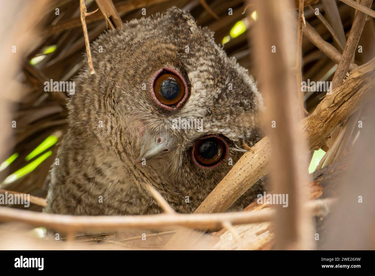 Collared Scops Owl (Otus lettia) in Taiwan Stock Photo - Alamy