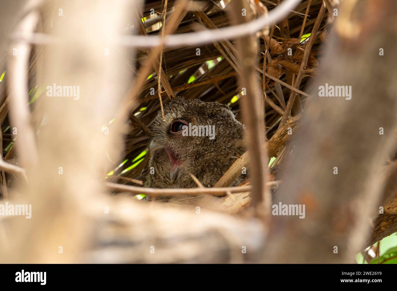Collared Scops Owl (Otus lettia) in Taiwan Stock Photo - Alamy