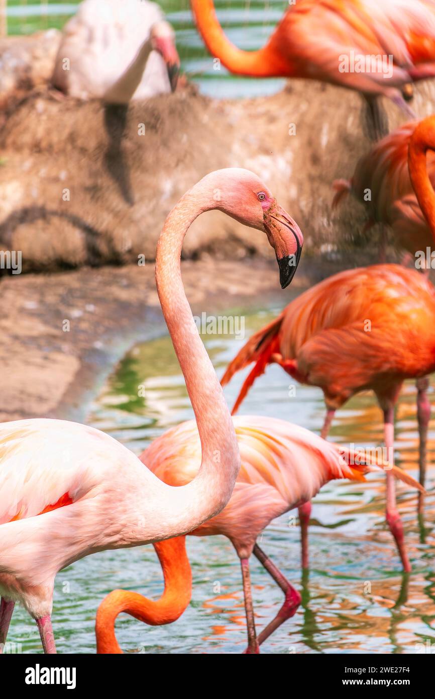 The greater flamingo, Phoenicopterus roseus, standing in water on lake ...