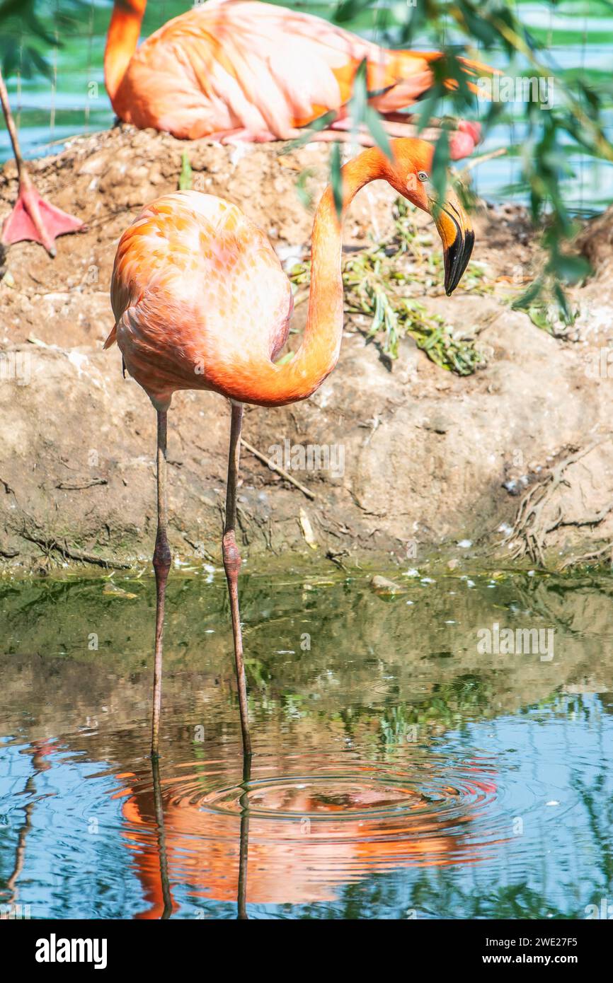 The greater flamingo, Phoenicopterus roseus, standing in water on lake ...