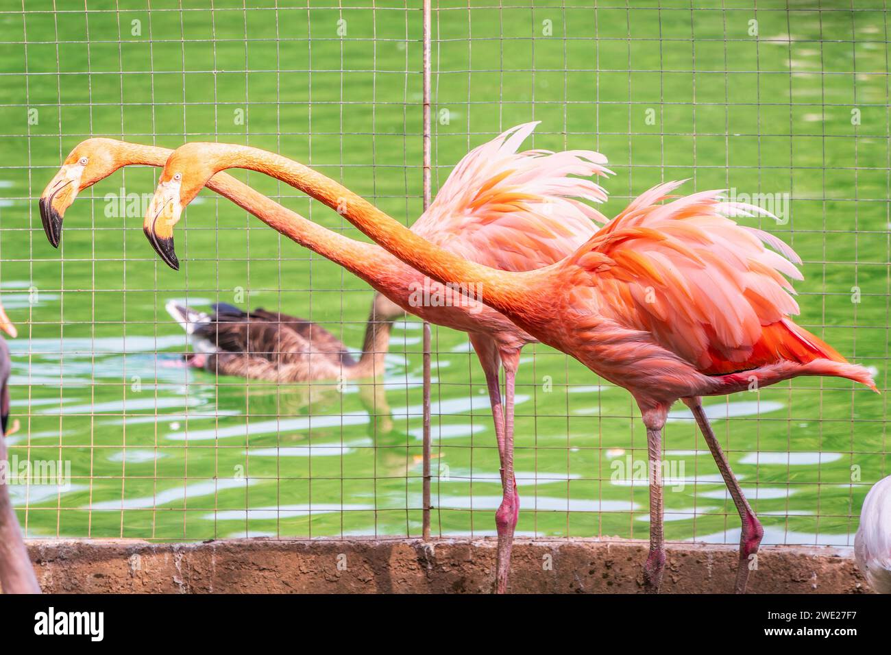 The greater flamingo, Phoenicopterus roseus, standing in water on lake ...