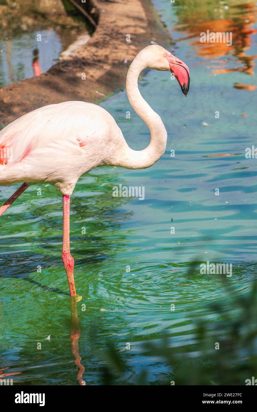 The greater flamingo, Phoenicopterus roseus, standing in water on lake ...
