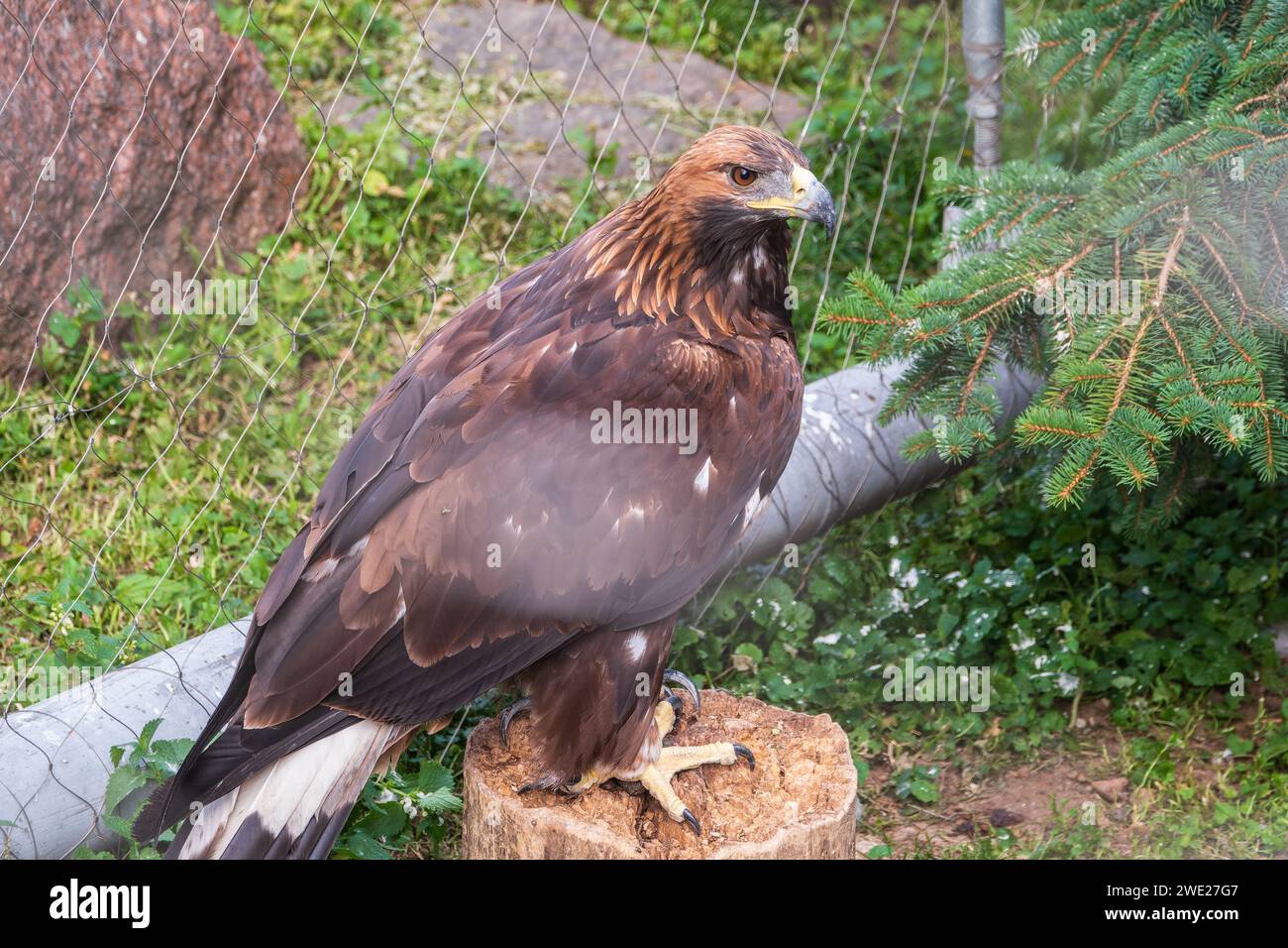 Golden Eagle sitting in a cage or aviary. The golden eagle, Aquila ...
