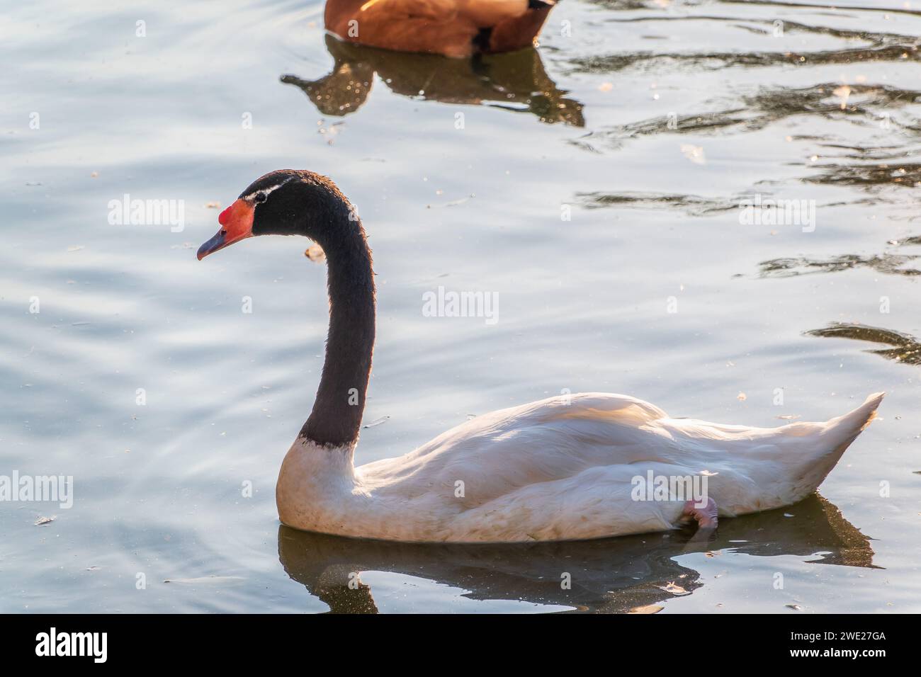 The black-necked swan Cygnus melancoryphus, is a swan that is the ...