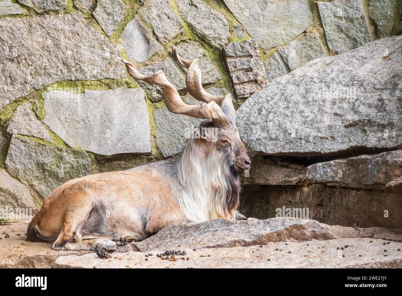 Markhor, Capra falconeri, wild goat native to Central Asia, Karakoram ...