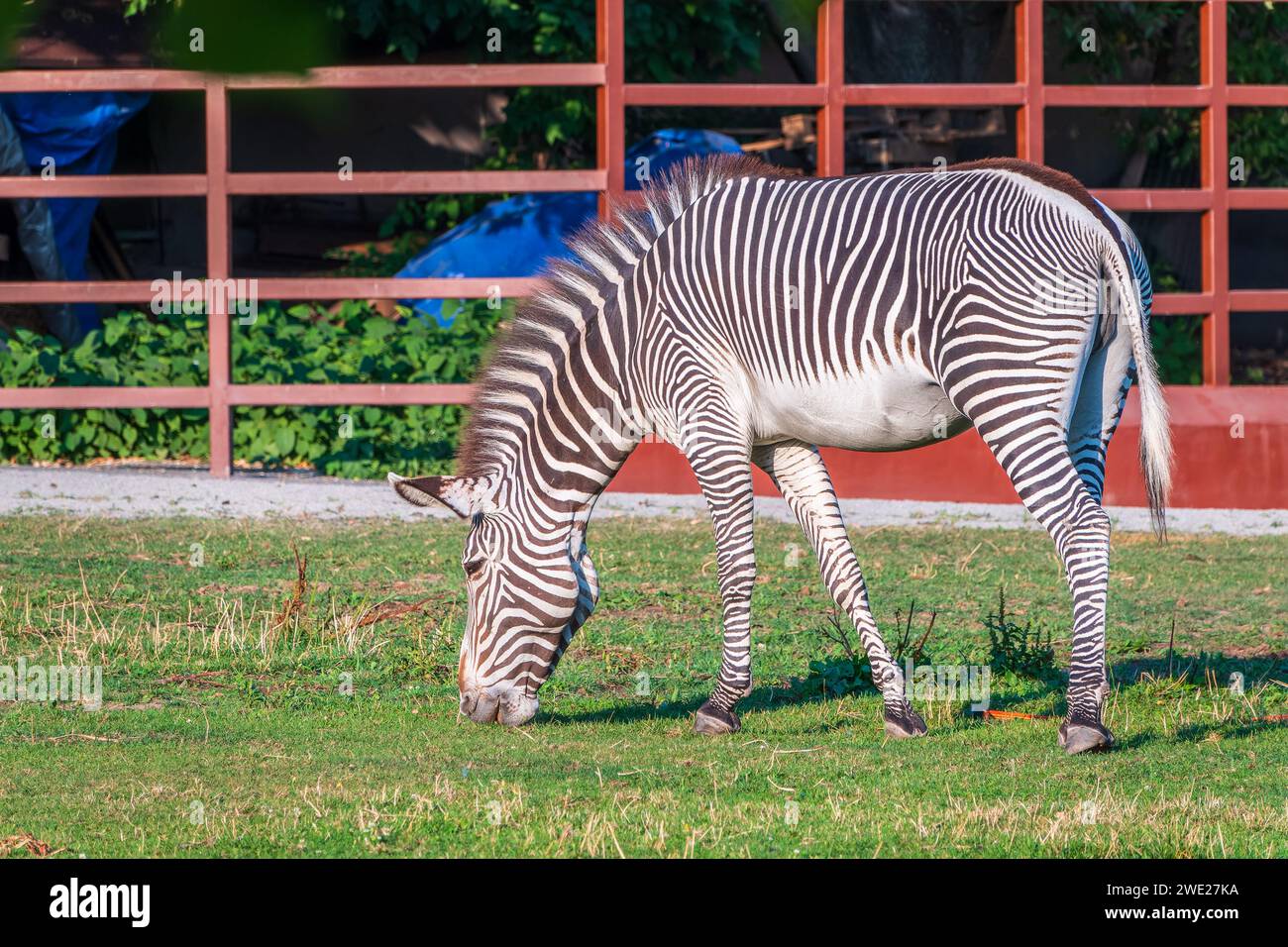 Grevy's zebra, lat Equus grevyi, also known as the imperial zebra eats ...