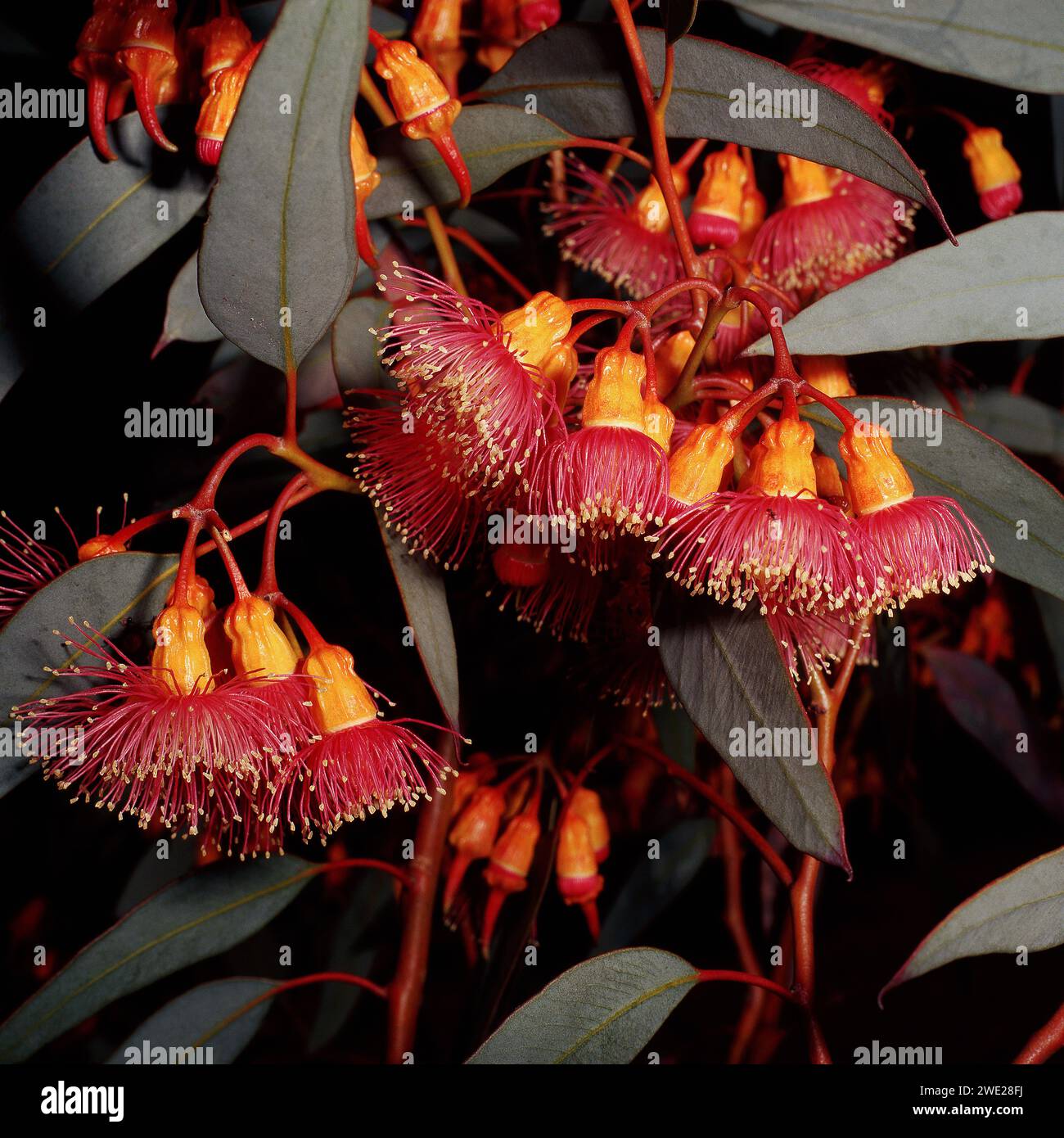 EUCALYPTUS CAESIA SUBSP COMMONLY KNOWN AS CAESIA OR GUNGURRU Stock ...