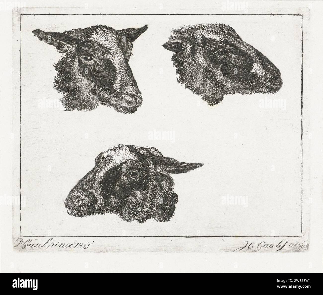 Three goat heads, Jacobus Cornelis Gaal, after Pieter Gaal, 1850 - 1860 ...