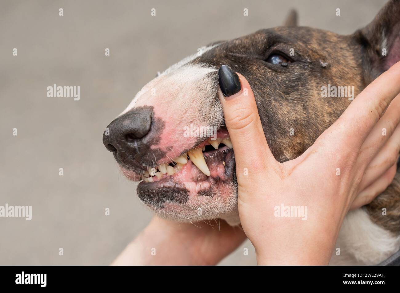 The owner holds the muzzle of a bull terrier showing teeth on a walk ...