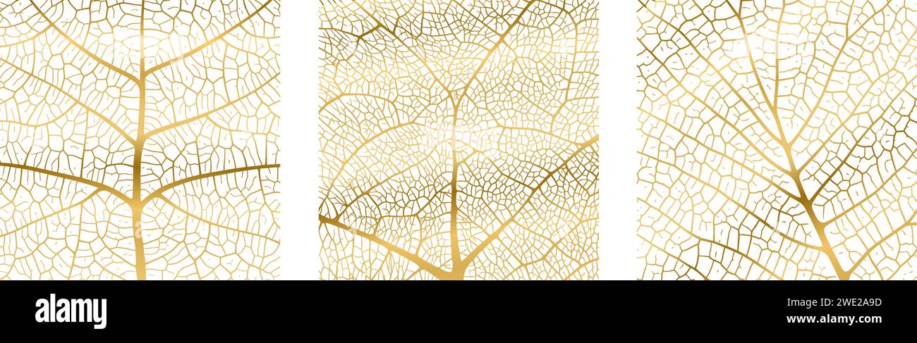 Leaf vein texture abstract background with close up plant leaf cells ...