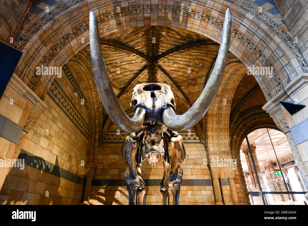London, UK - Aug 28, 2022: Woolly Mammoth skeleton inside the Natural ...