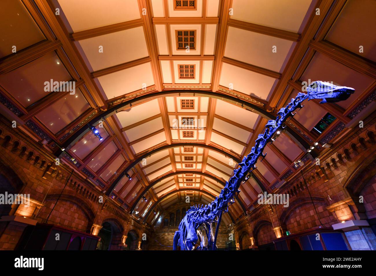 London, UK - Aug 28, 2022 - The London cast of Dippy the dinosaur at ...