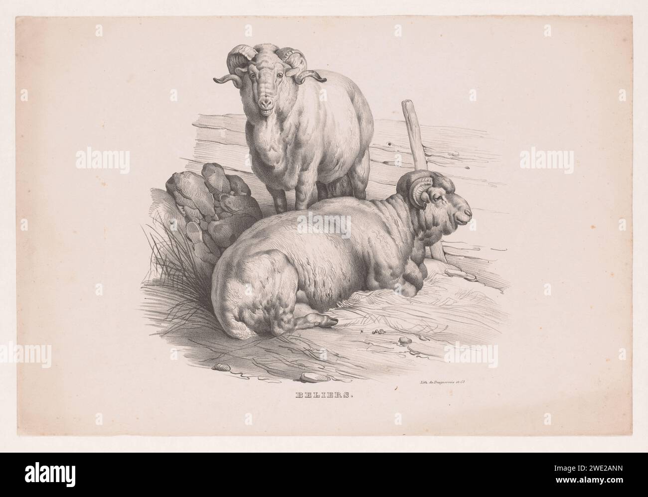 Paper ram hi-res stock photography and images - Alamy