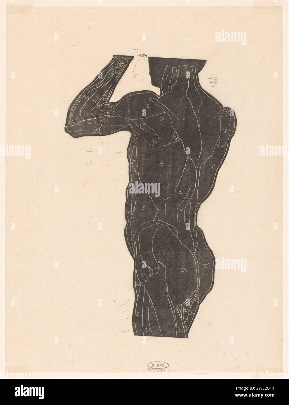 Anatomical study of the back and buttock muscles of a man in Silhouette ...